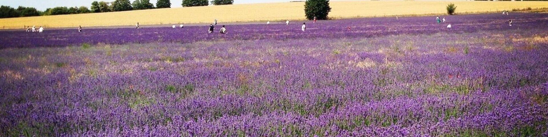 Lavender fields in the UK. Who would have thought?