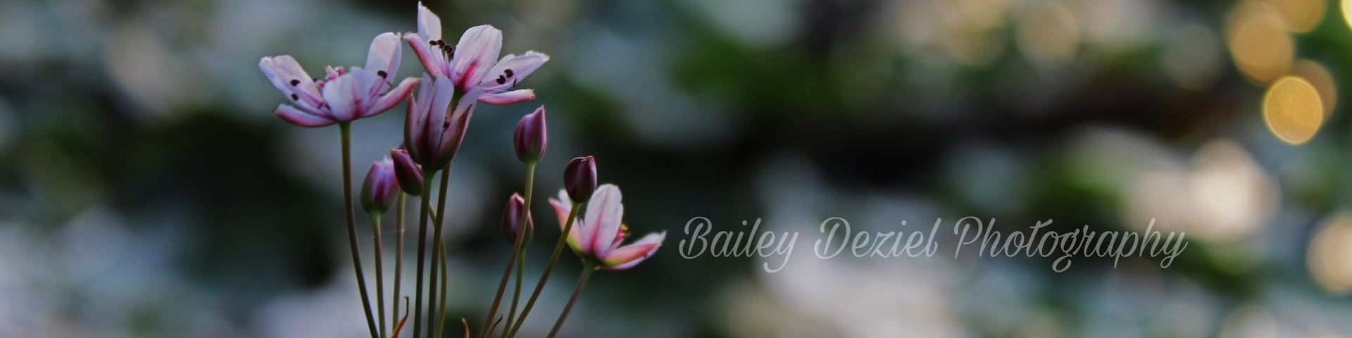 Sadler’s Pond in Essex at Sunset. #nature #naturephotography #photography #photo #flower #pond #sunset #pretty