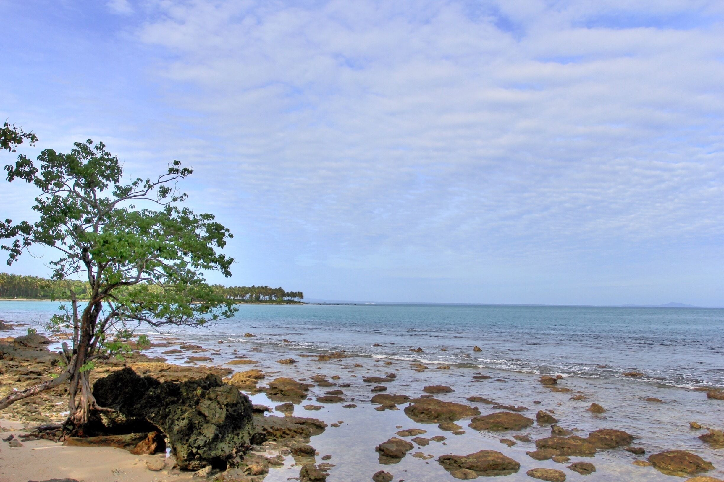 Uma praia rochosa com uma árvore e águas calmas.
