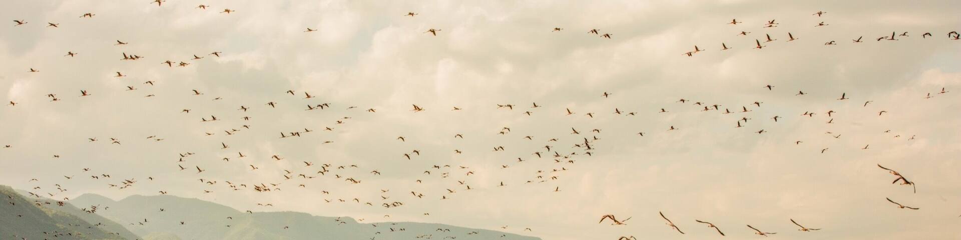 Flamingo in immigration at Lake Bogoria, Kenya