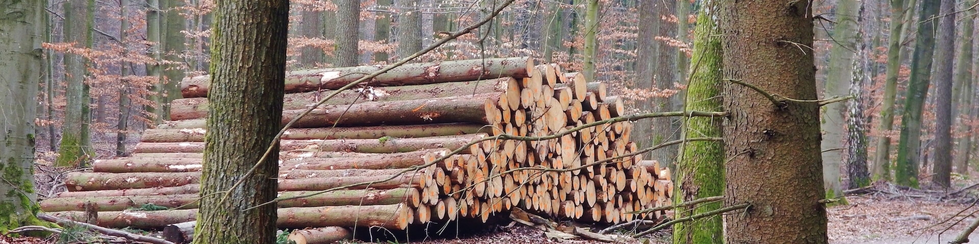 Baumstämme