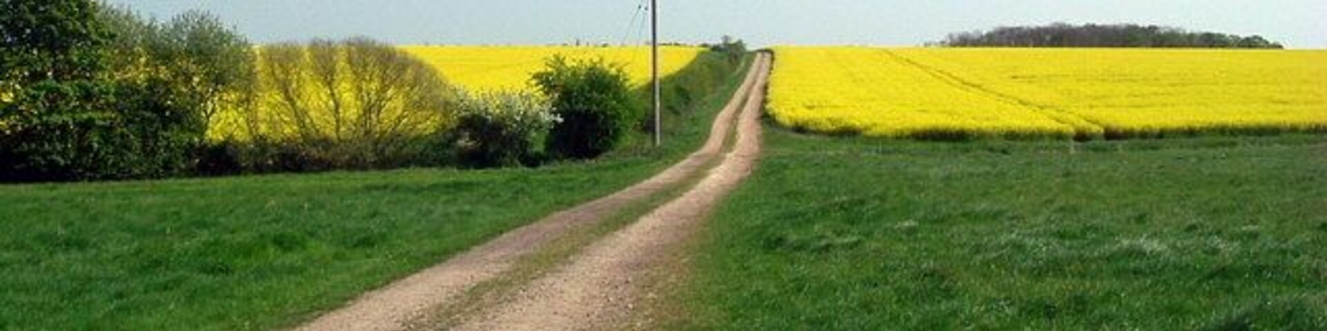 Pathway through the rape, near to Knotting Green, Bedfordshire, Great Britain. View east near Knotting Green