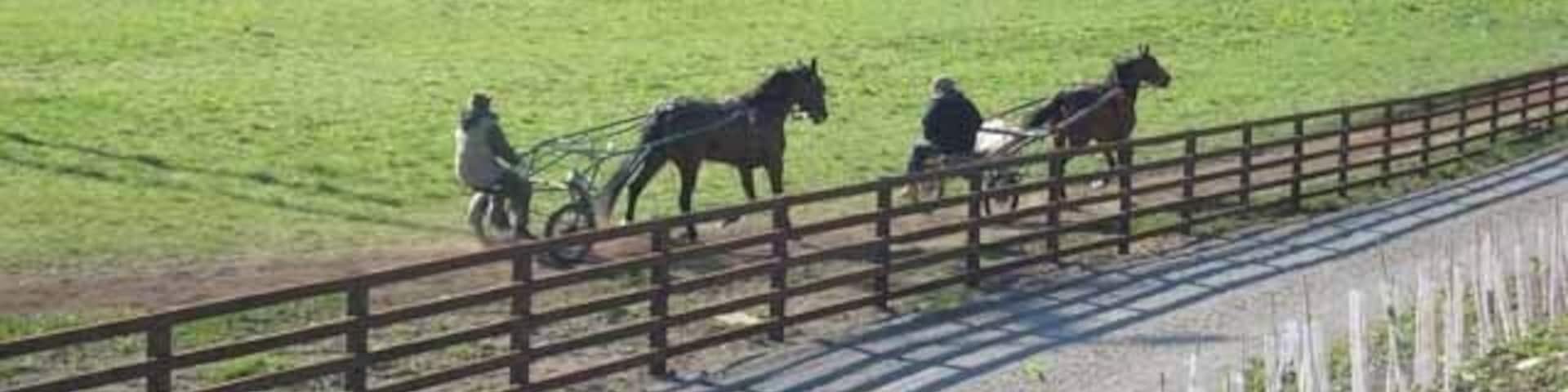 Pony trotting, Spennymoor Seen from the B6288 Spennymoor to Kirk Merrington road. The ridge on which Kirk Merrington stands can be seen on the skyline NZ2631.