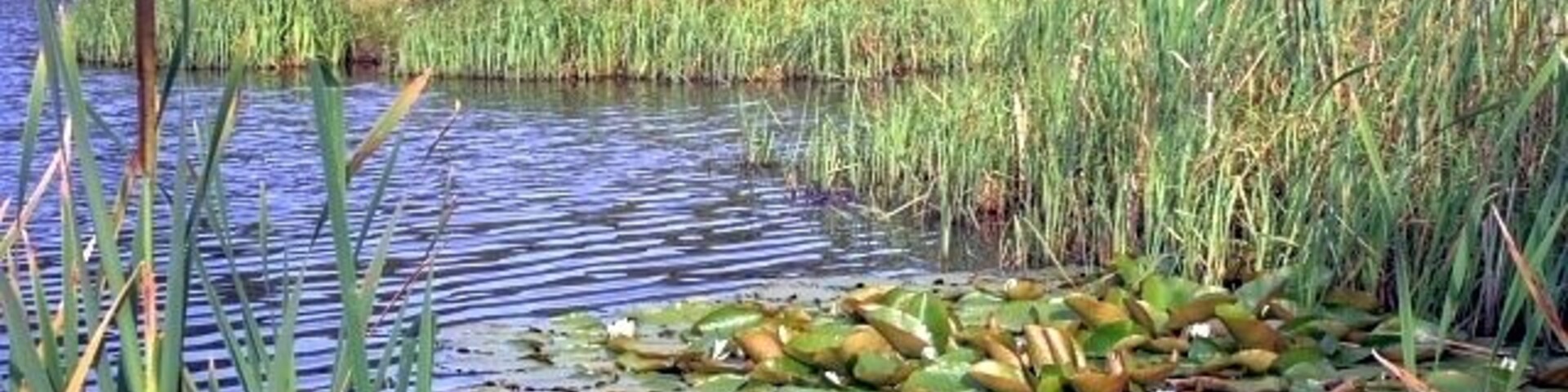 Lake, Cassop Vale Cassop Vale has been designated a National Nature Reserve because of its bedrock of magnesian limestone. The thin lime rich soils encourages rare plants such as blue moor grass, rock-rose and bird's eye primrose.