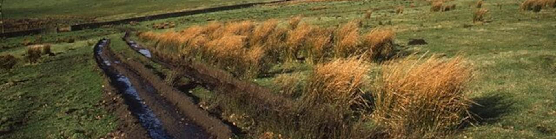 Um caminho enlameado serpenteia por um campo gramado, com gramíneas altas e um céu nublado.