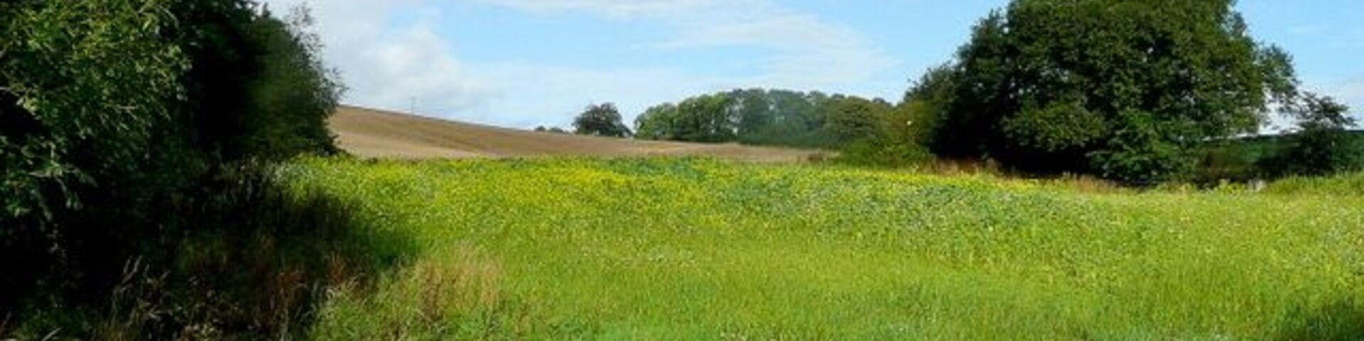 Um campo gramado com flores silvestres, árvores e céu claro.
