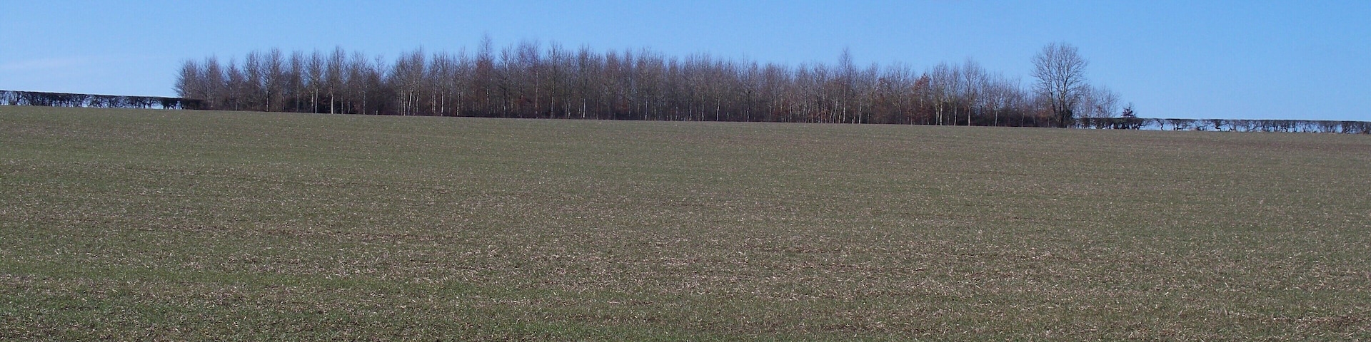 Um vasto campo aberto com uma fileira de árvores sem folhas ao longe sob um céu azul límpido.