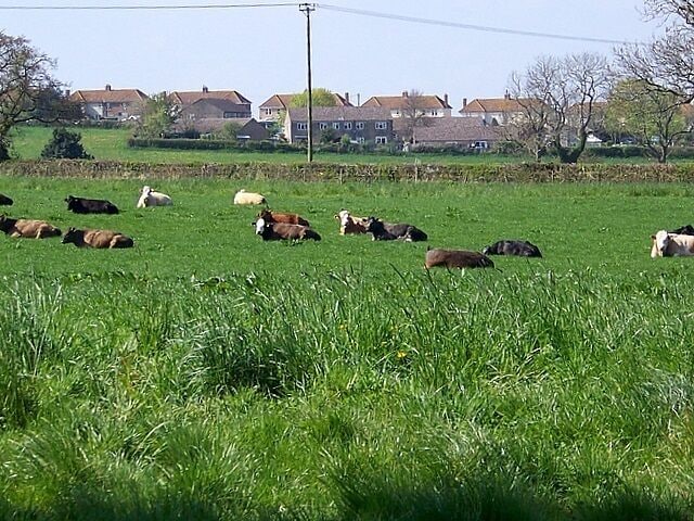Paisagem rural com vacas pastando num campo, rodeada por casas e árvores.