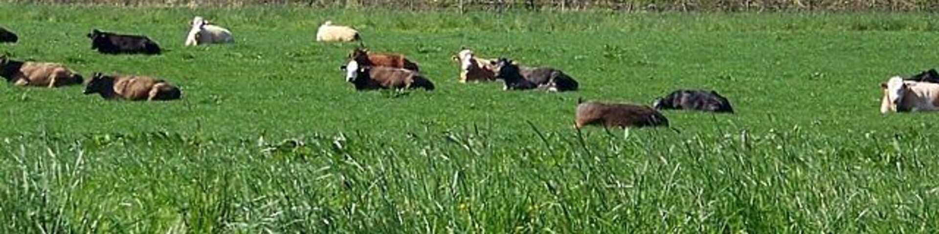 Paisagem rural com vacas pastando num campo, rodeada por casas e árvores.