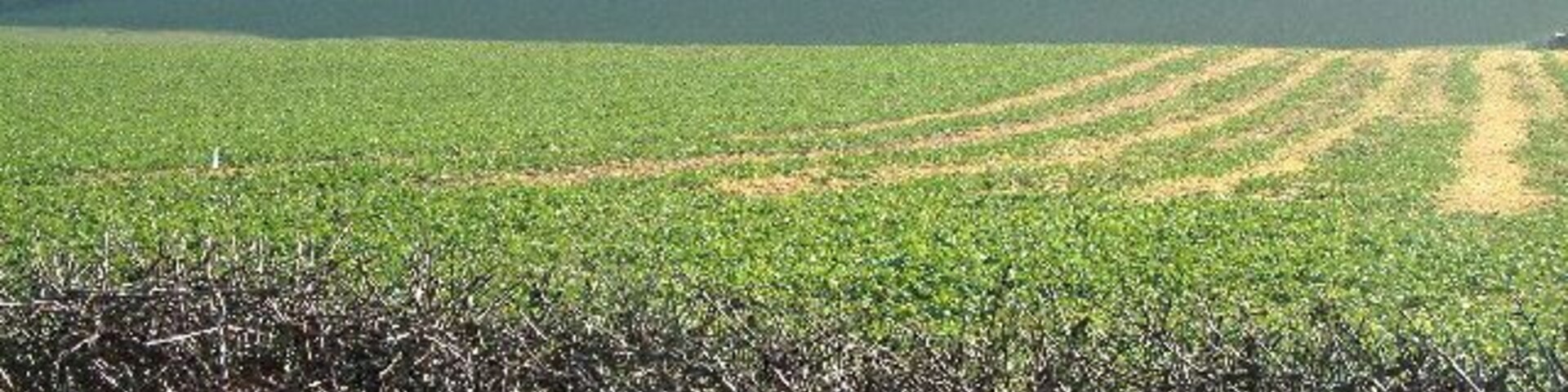 Fovant Badges, Wiltshire. If you look hard at the hillside in shadow there are military badges carved into it. I shall try to get a better photo in the future.