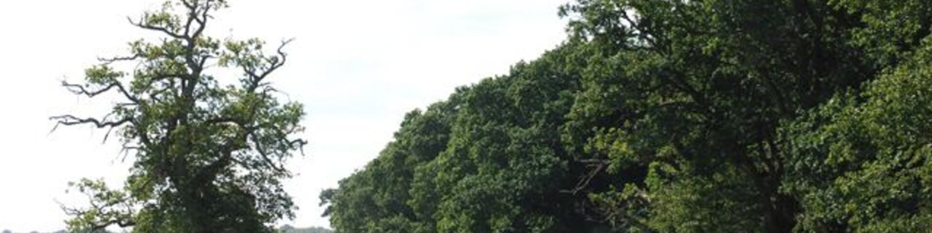 Footpath next to unnamed woods Taken from Park Lane.