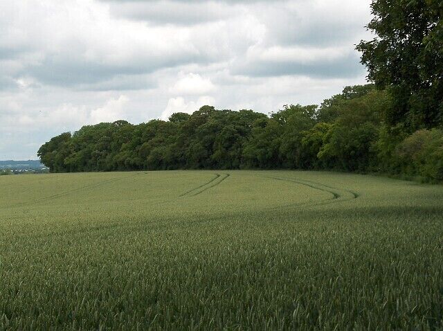 Um extenso campo verde com uma fileira de árvores ao fundo.