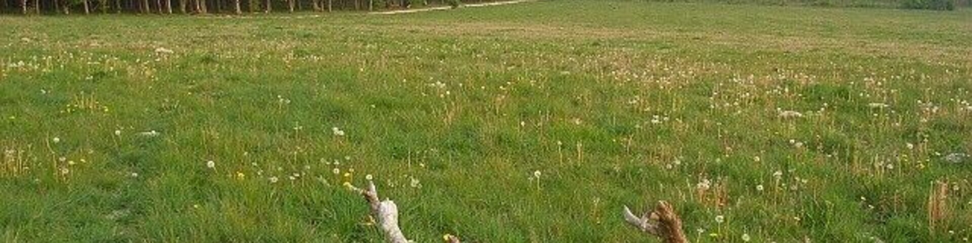 Um campo gramado com uma árvore caída em primeiro plano e uma colina arborizada ao fundo.