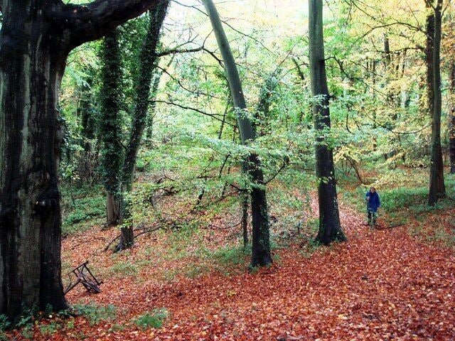 Uma floresta com folhas caídas, árvores e uma bicicleta.