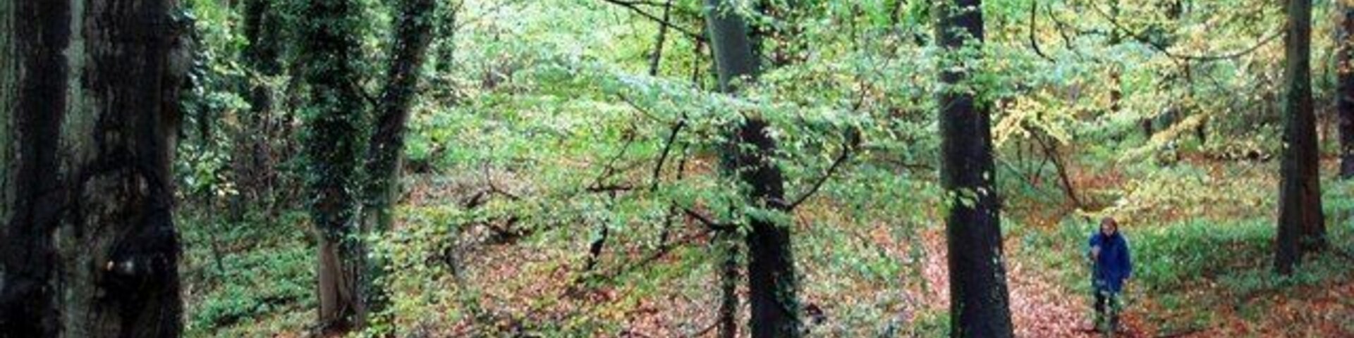 Uma floresta com folhas caídas, árvores e uma bicicleta.