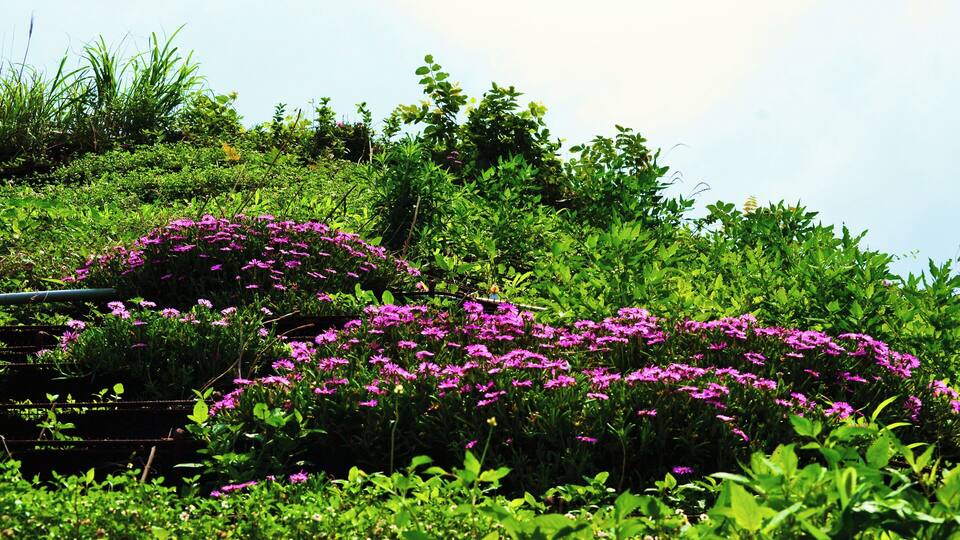 であいの館蒲刈の急斜面