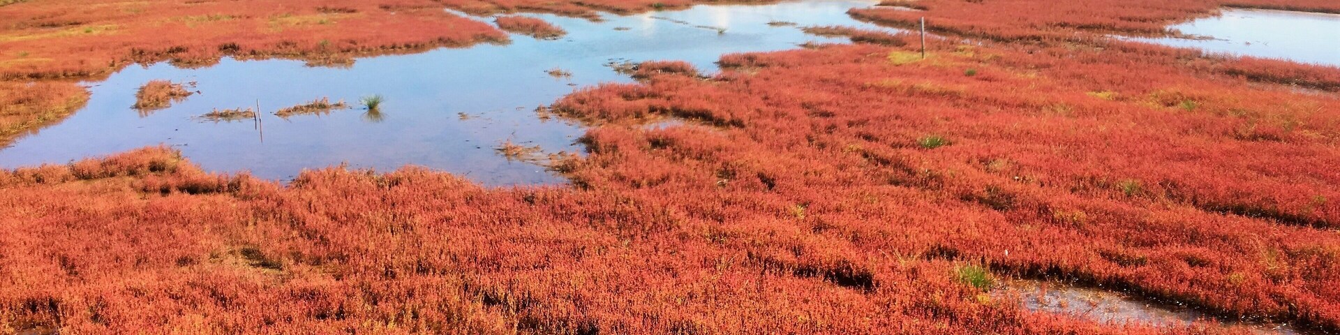 Salicornia europaea, Lake Notoro,abashiri-city,hokkaido,japan
