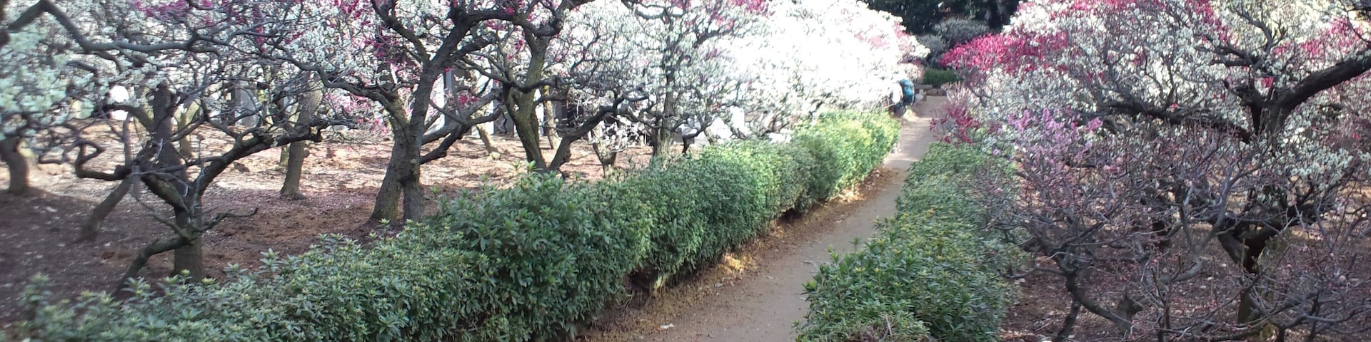 道明寺天満宮 梅園
