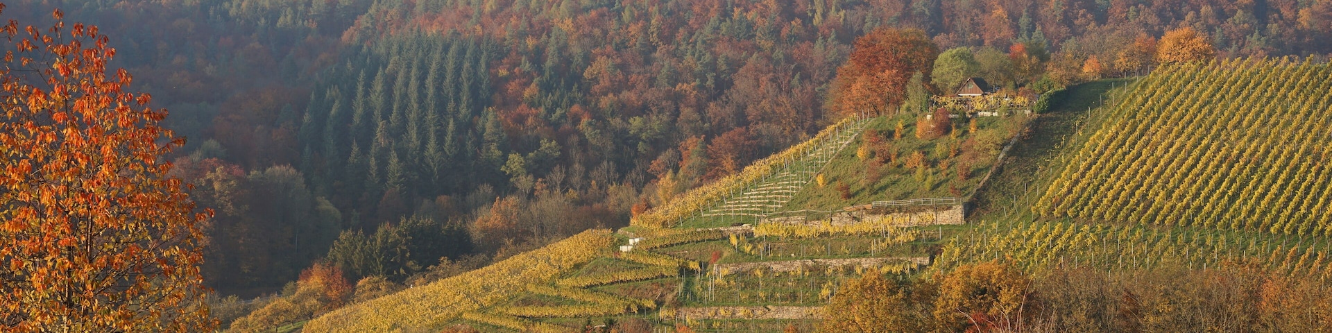 Beilstein-Billensbach: herbstlicher Blick vom Feldweg Richtung Maad über das Tal der Appenklinge (Bach) auf den sog. Platz an der Birke (mit privatem Wochenend-Haus) und über das Schmidbachtal auf die sog. Rehsteige (der bewaldete Höhenzug im Hintergrund).