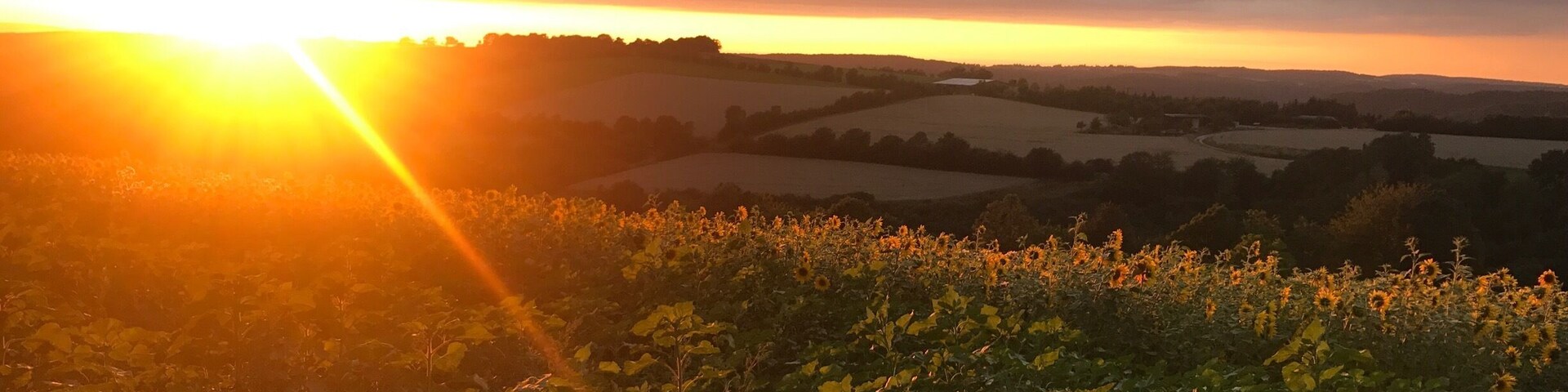 Lost in sunflowers🌻🌻🌻