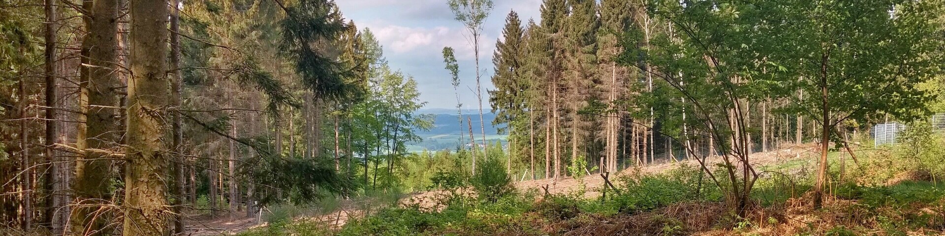 Uma floresta com árvores altas, uma trilha de terra e uma vista distante de um corpo d'água.