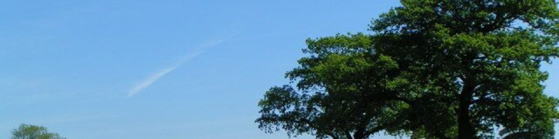 Uma única árvore num campo verdejante sob um céu azul límpido.