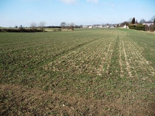 Um extenso campo agrícola com fileiras de plantações sob um céu limpo.