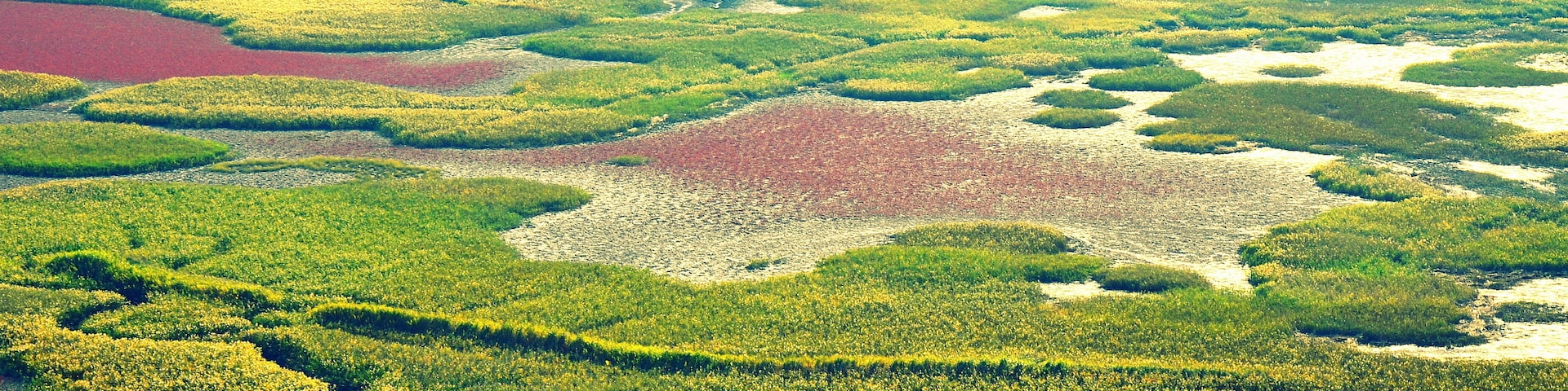 Vista aérea de um pântano com diversos corpos d'água e vegetação verde.