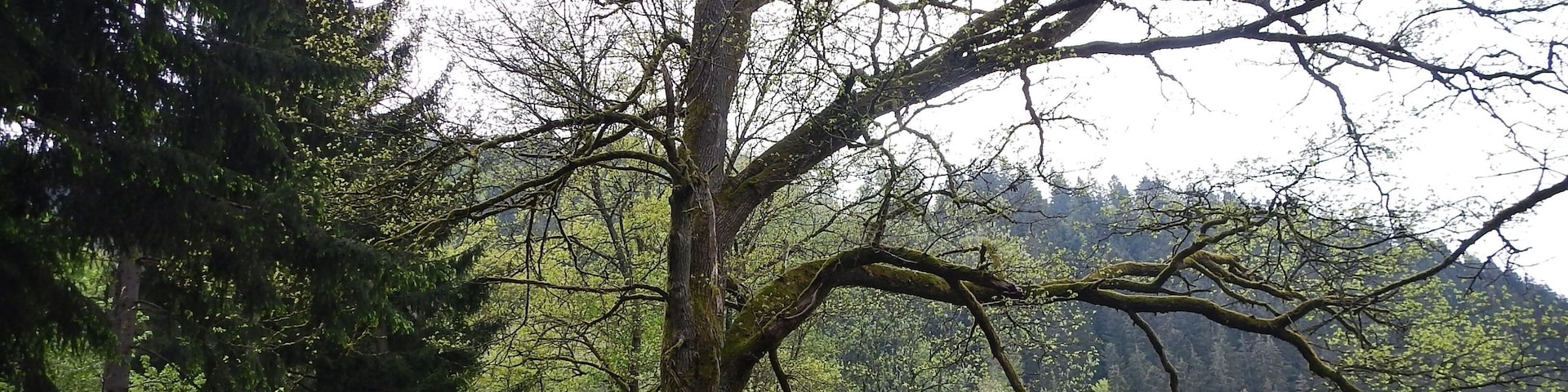 Naturdenkmal Grosse Kentheimer Eiche: Der Umfang ist ca. 3 Meter und das Alter ist ca. 240 Jahre