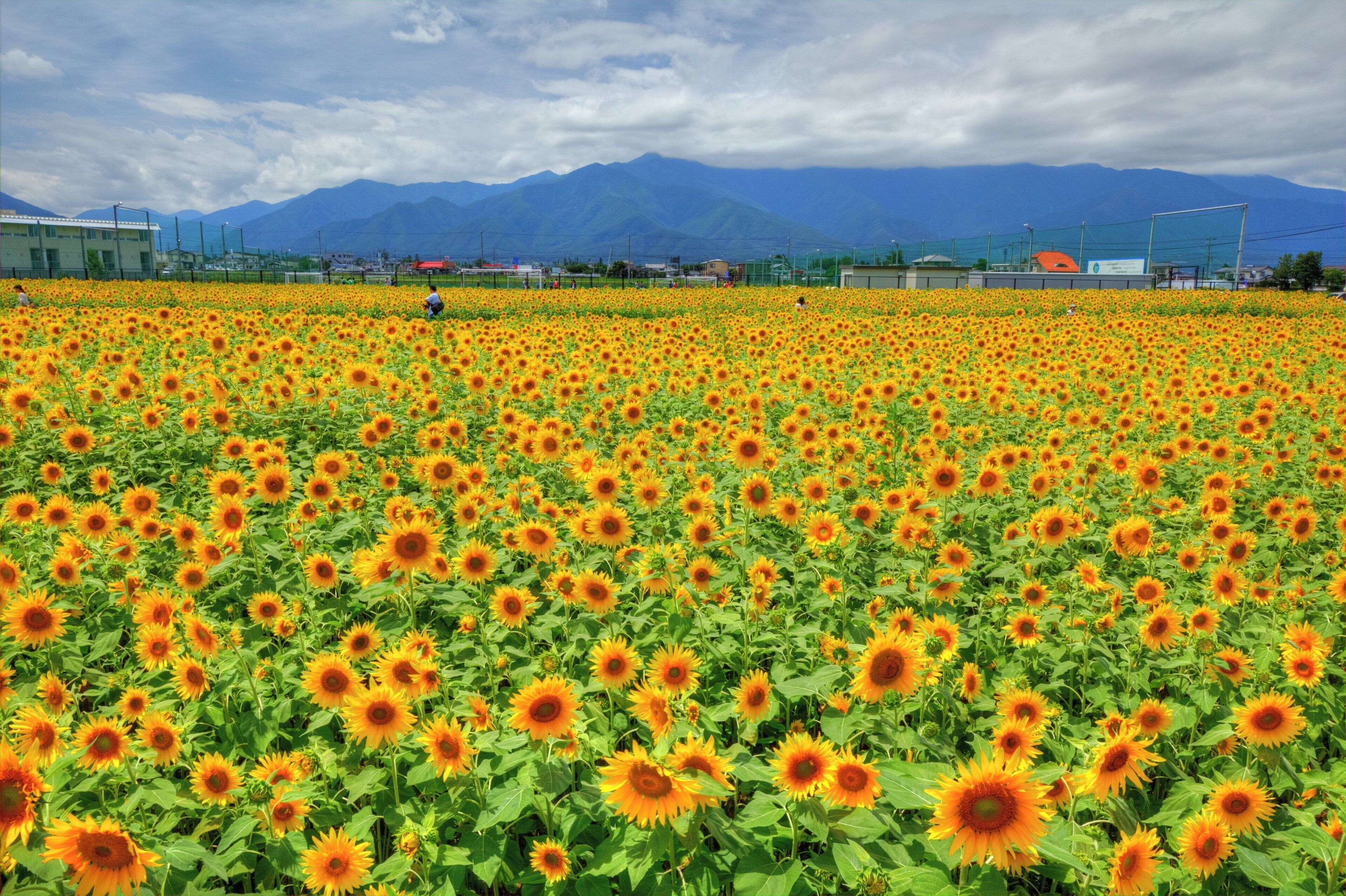 松本大学前のひまわり畑