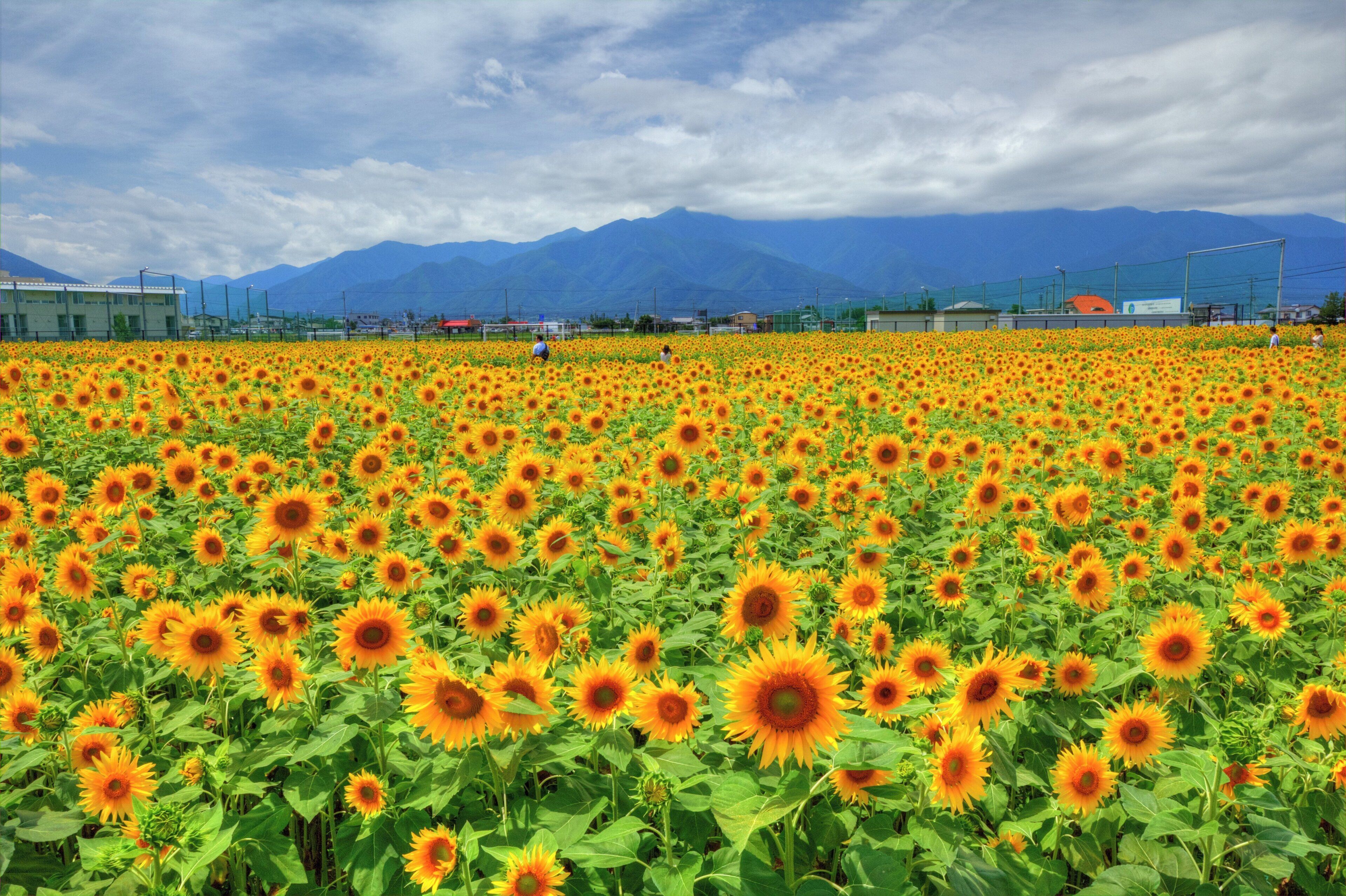 松本大学前のひまわり畑