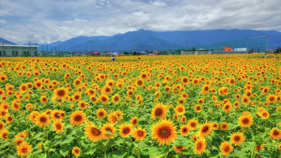 松本大学前のひまわり畑
