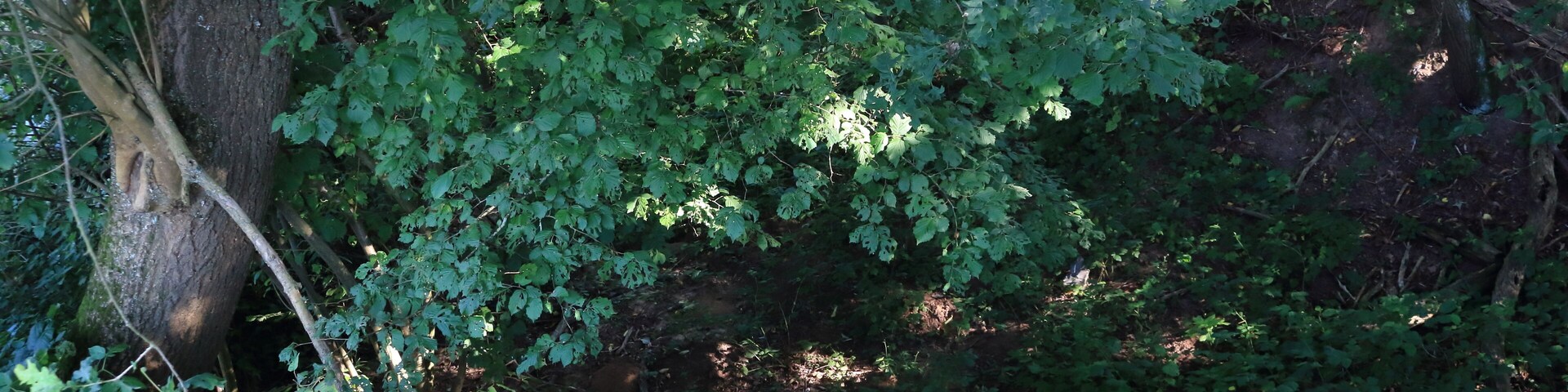 Uma floresta densa com um tronco de árvore grande e vegetação rasteira espessa.