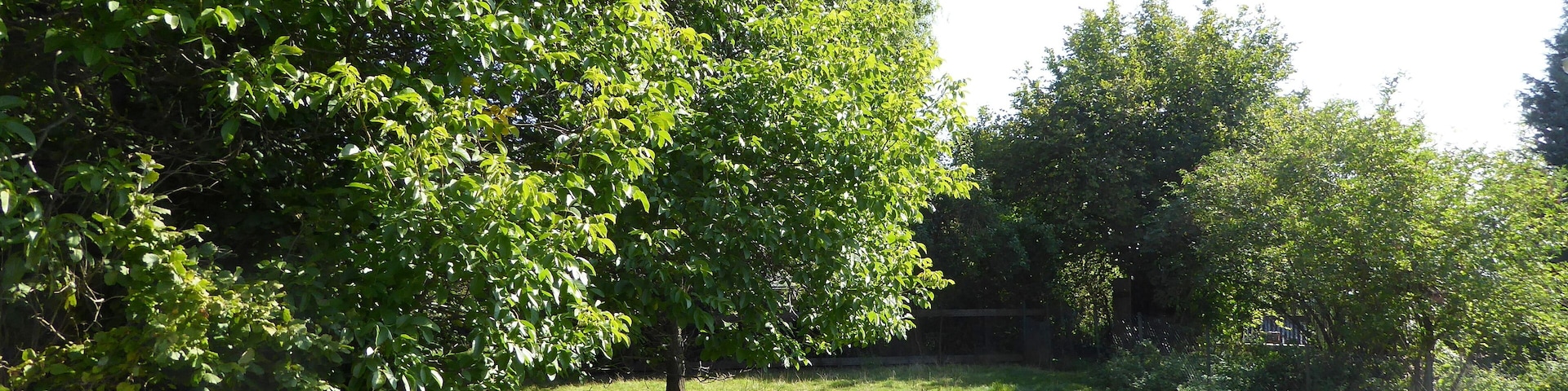 Gelände der ehemaligen Wasserburg Gladebeck mit erhaltenem leichtem Wallrest im sonst flachen Gelände. Gladebeck, Stadt Hardegsen, Südniedersachsen