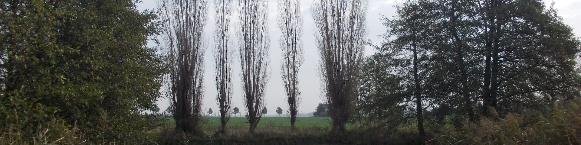 Pond north of Gornewitz (Grimma, Leipzig district, Saxony)