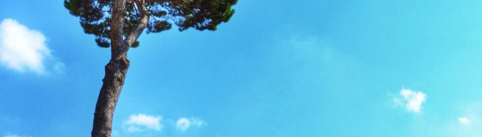 Scenes from the Palatine Hill in Rome in mid-August.