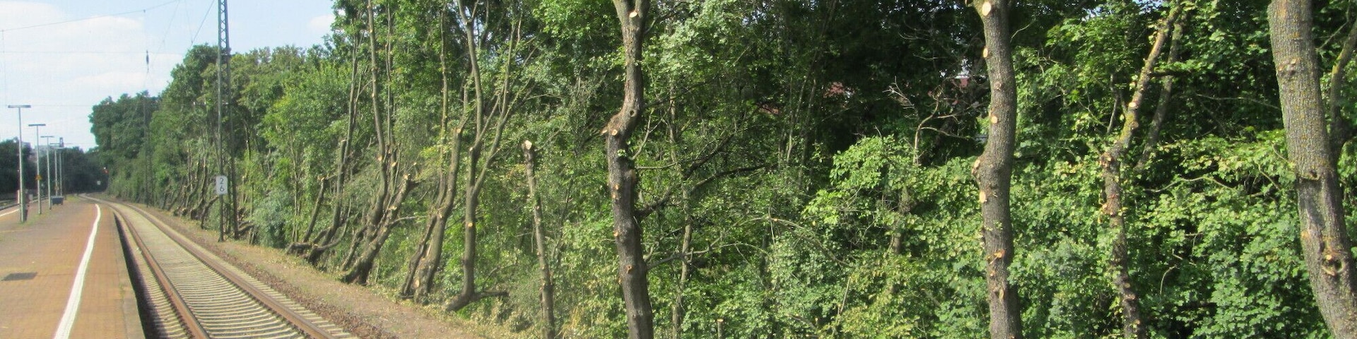 Zurückgeschnittenes Bergahorn (Acer pseudoplatanus) am Bahnhof Saarbrücken-Ost