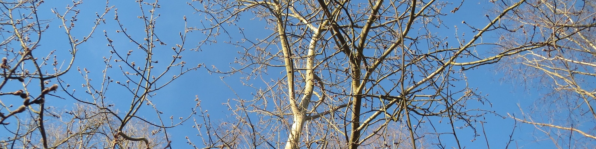Zitterpappel (Populus tremula) im Naturschutzgebiet "St. Arnualer Wiesen"