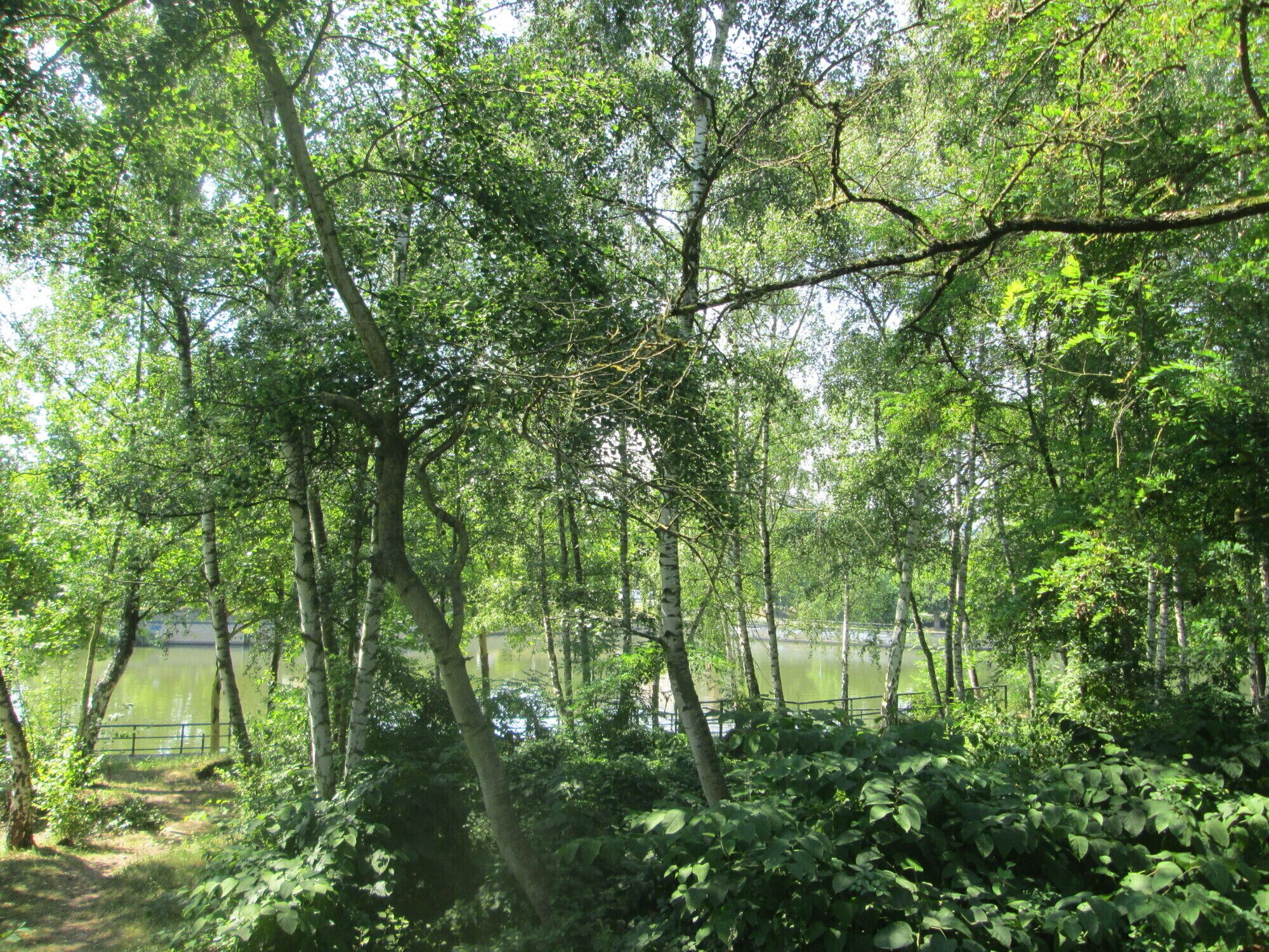 Uma floresta densa com um lago ao fundo.