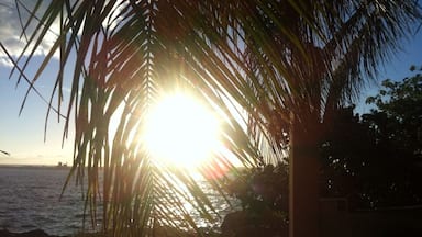 O sol se pondo atrás de folhas de palmeira sobre o oceano.