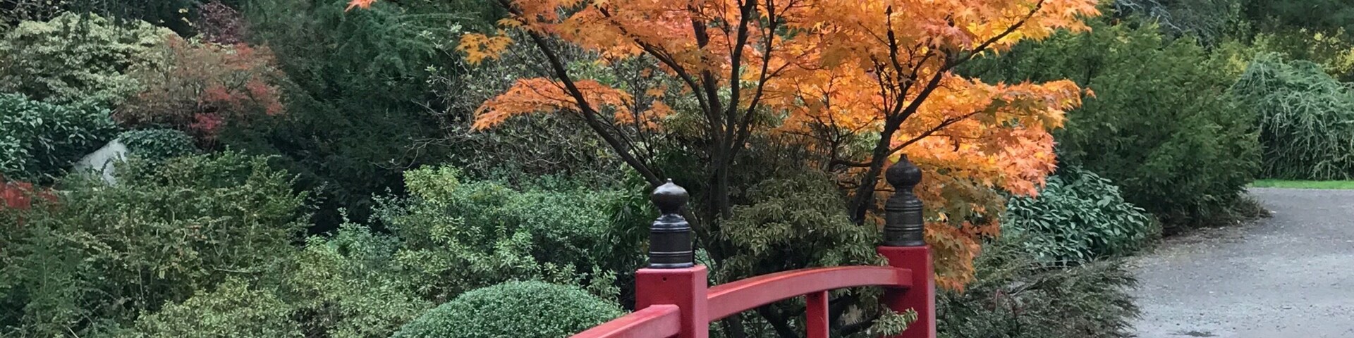 Kubota Garden is a FREE American-Japanese Garden in South Seattle. Waterfalls, bridges, ponds and beautiful foliage!