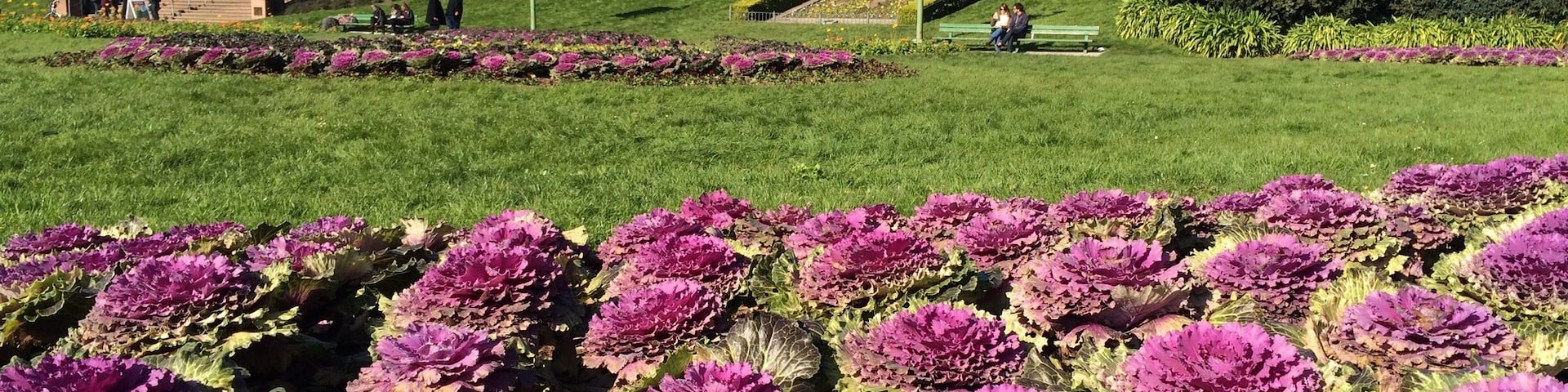 Some kind of purple flowers at full bloom in the thick of the winter season at the golden gate park.