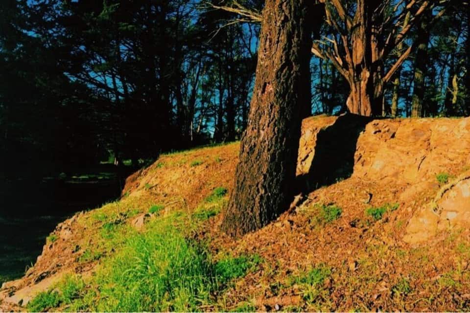 Uma floresta com luz solar filtrando pelas árvores, um afloramento rochoso e um céu claro.