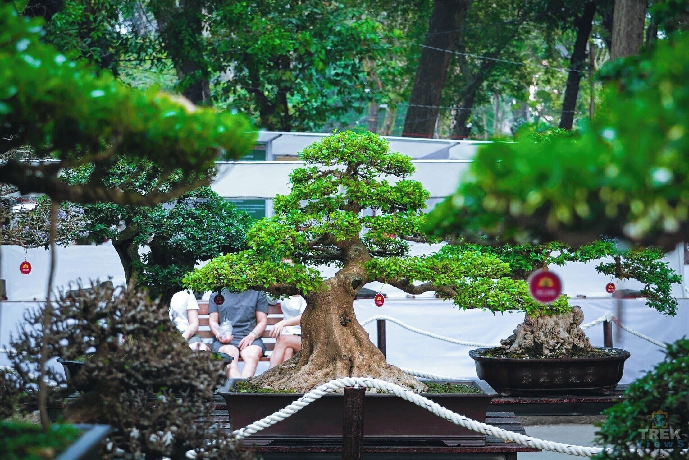Park Views | Tao Dan Park: Strolling through the park you can't help but notice the huge space dedicated to Bonsai trees. Having lived in Japan for quite some time, these are more trees than I have ever seen in one place and it was a pretty amazing and unexpected site. Made widely popular in Japan but originating in China as penzai or penning, the art form of Bosai is the growing of a tree in a container and literally means "planted in a container". A Bonsai tree is not a genetically dwarfed plant, any tree species can be used to grow one. The art form does take a fare amount of attention though, with a great deal being put into the care and maintenance. Pruning is the most important aspect of Bosai care and is what allows them to resemble nature as close as possible. 
.
.
.
.
#sonyalpha #sonya7riii #traveler #travellife #travelphotography #travelpics #travelgram #wanderer #wanderlust #instagood #instatravel #natgeoyourshot #lpfanphoto #travelsoutheastasia #explorevietnam #southeastasia #vietnam #saigon #hochiminh #visitvietnam #beautifulseasia #igvietnam #vietnamcharm #vscovietnam #taodanpark #park #bonsai #bonsaitree #miniature #gardening