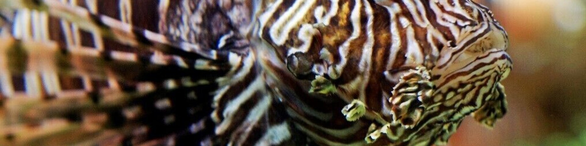 LION FISH