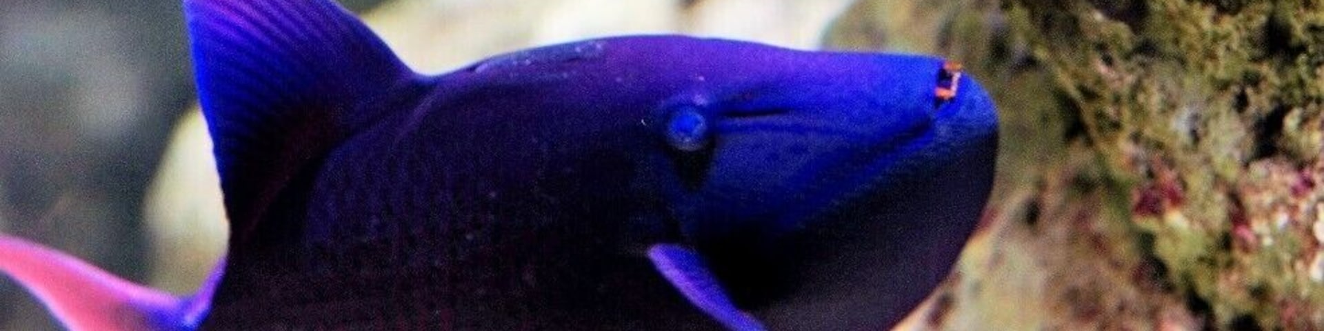 WHO SAID VAMPIRES DON'T EXIST ;-) #BLUE #FISH