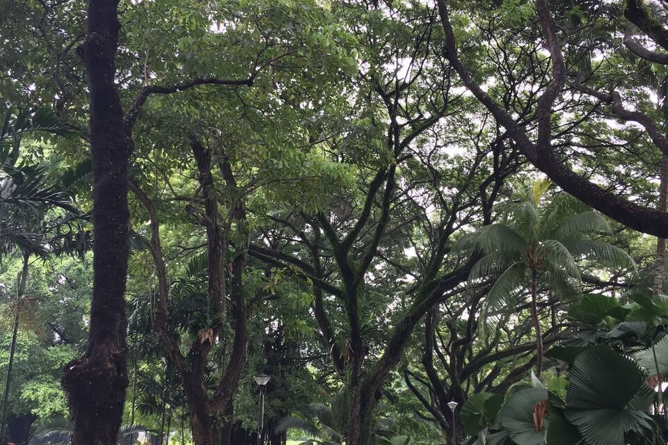 Um caminho arborizado ladeado por árvores e samambaias densas.