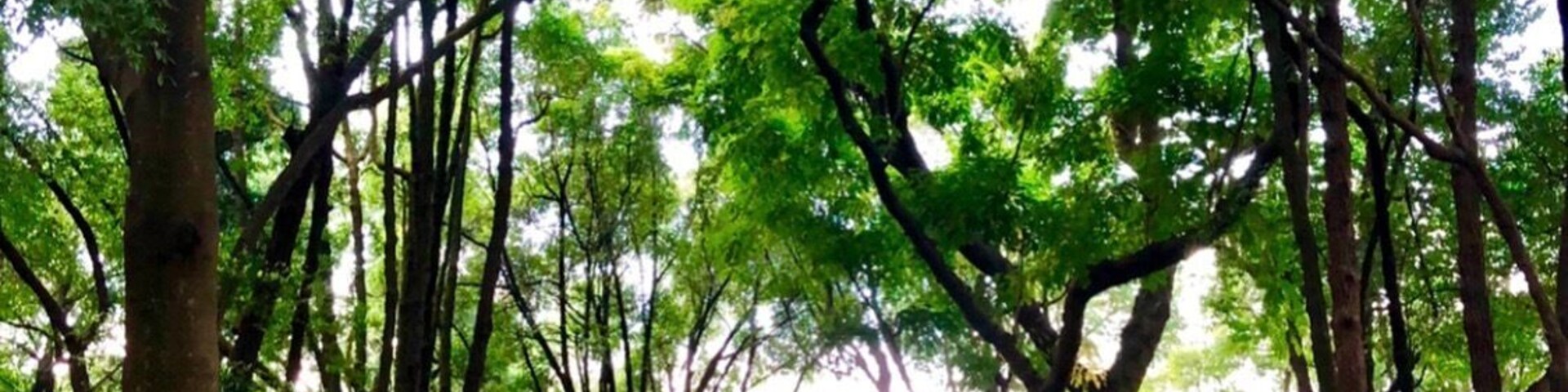 WT : Take a magic morning walk, lounge under a shady tree...the size of it speaks of age and history!
1942 : extremely fierce battle during ww2
2018 : a remarkably peaceful park! #singapore #KentRidgePark