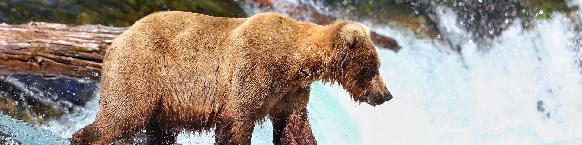 Grizzly waiting for dinner to jump in her mouth by the falls on Chichagof island in Southeast Alaska. It was quite an #adventure cause it was just me and her, as the planes took off to base camp to gather some supplies.