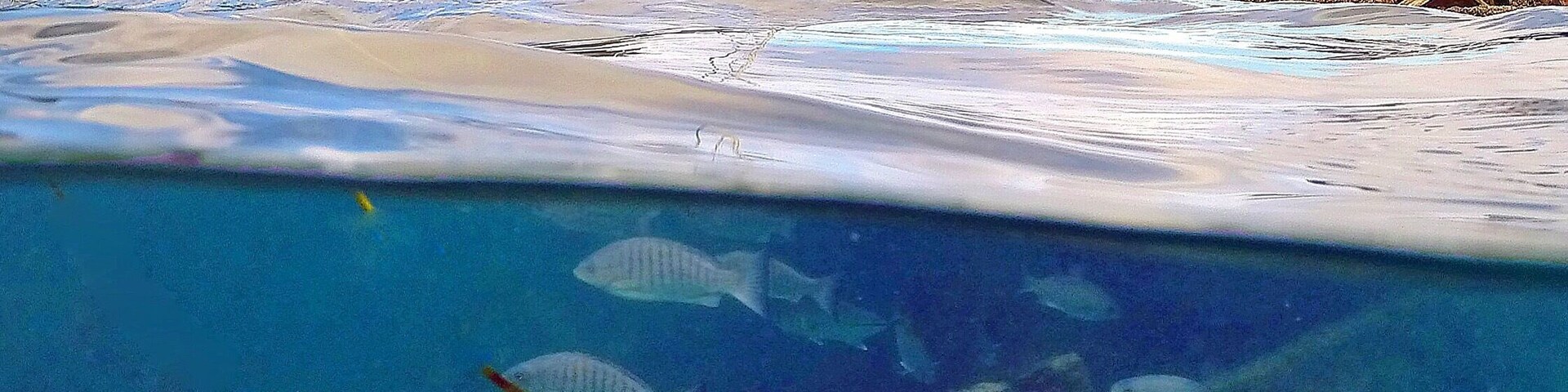 Swimming through the shipwrecks with the locals at @tangaloomaislandresort! Happy hump day! ☀️🐠🐟🐢🌴😀
#GoProAU #GoPro #kapitolreef #thisisqueensland #seeaustralia